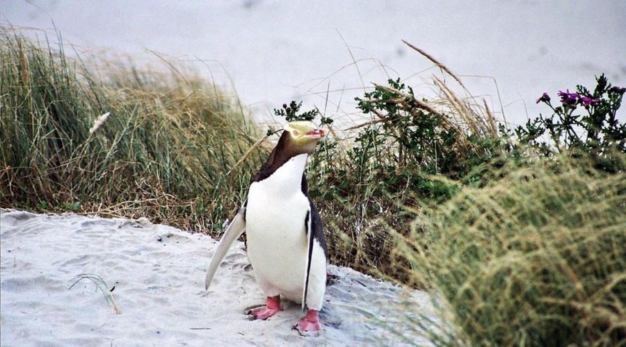 Argo Wildlife Tour: An Up-Close Adventure to New Zealand’s Native ...