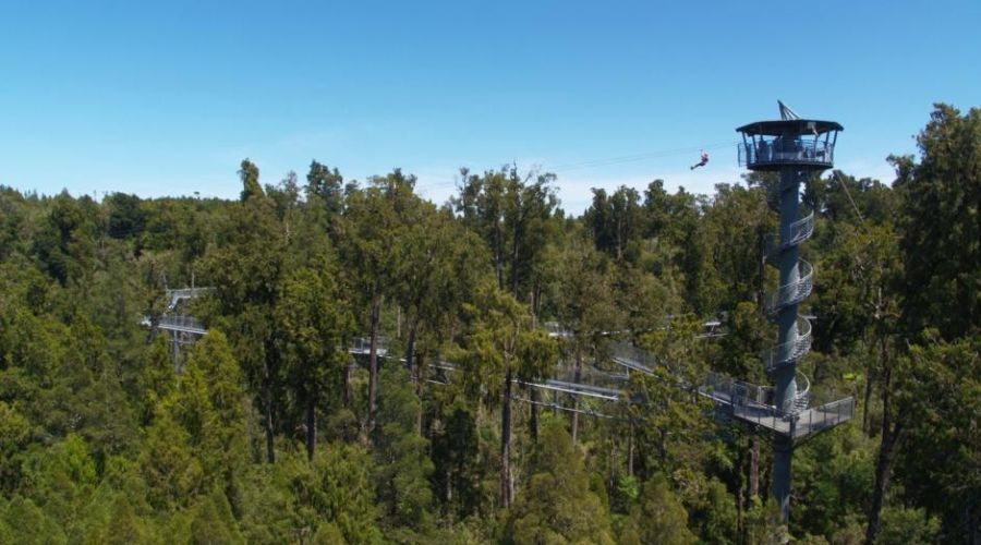 Zipline and Walk Combo | NZ Tourism Tours ️